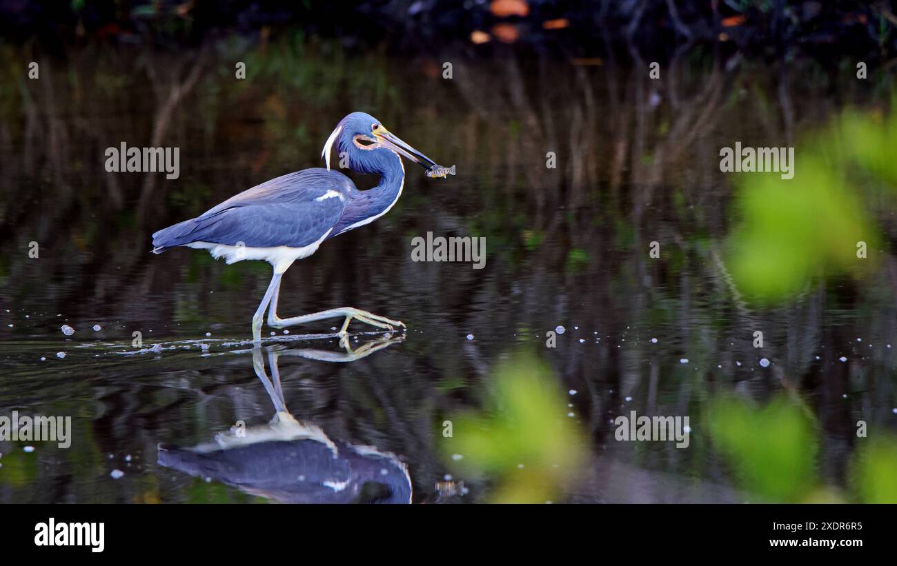 Tricolor heron wading and fishing in shallow dark water Stock Photo - Alamy