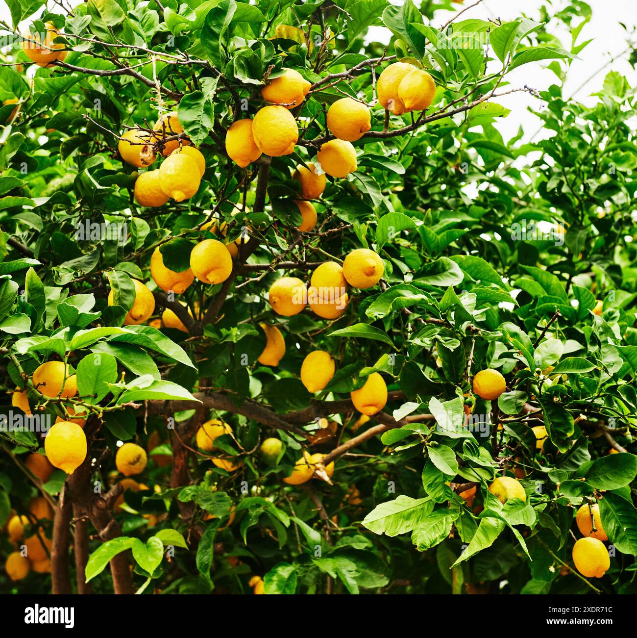 Detail of a lemon tree on Patmos Island, Patmos, Chora, Patmos Island ...