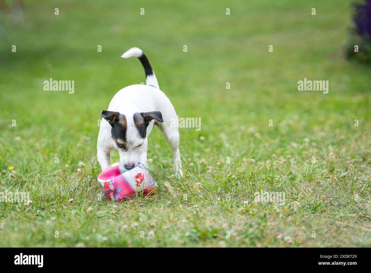 Young smooth-coated Jack Russell Terrier dog playing with a ball. Jack ...