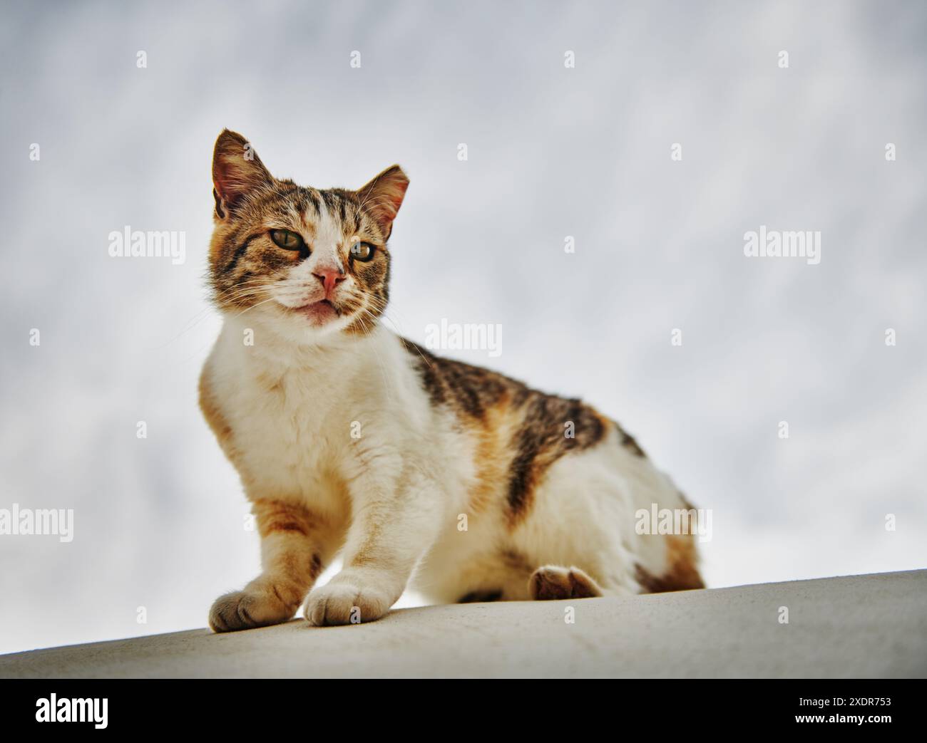 Greece stray hi-res stock photography and images - Alamy