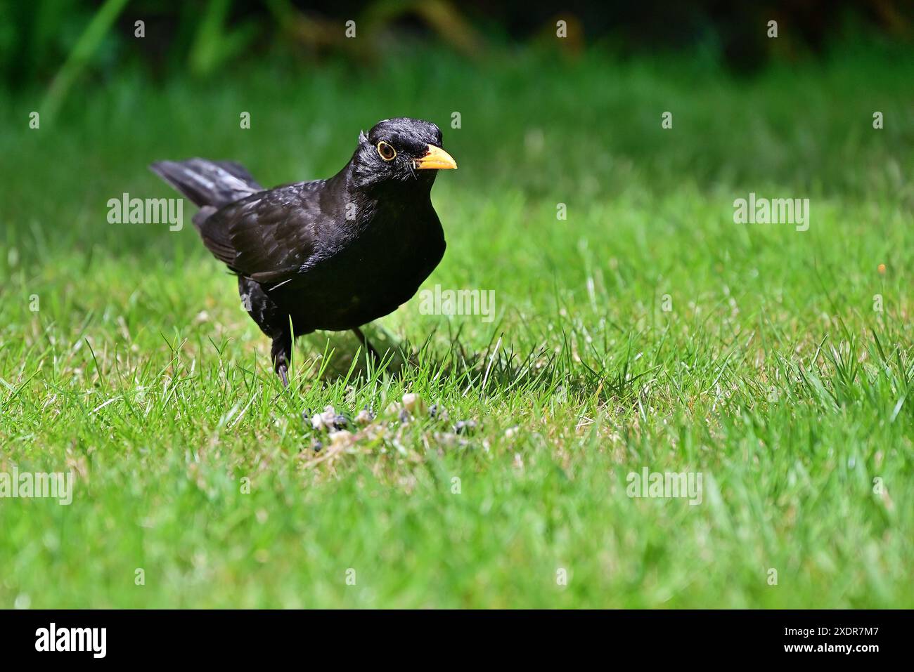 Yellow ring around the eye hi-res stock photography and images - Alamy