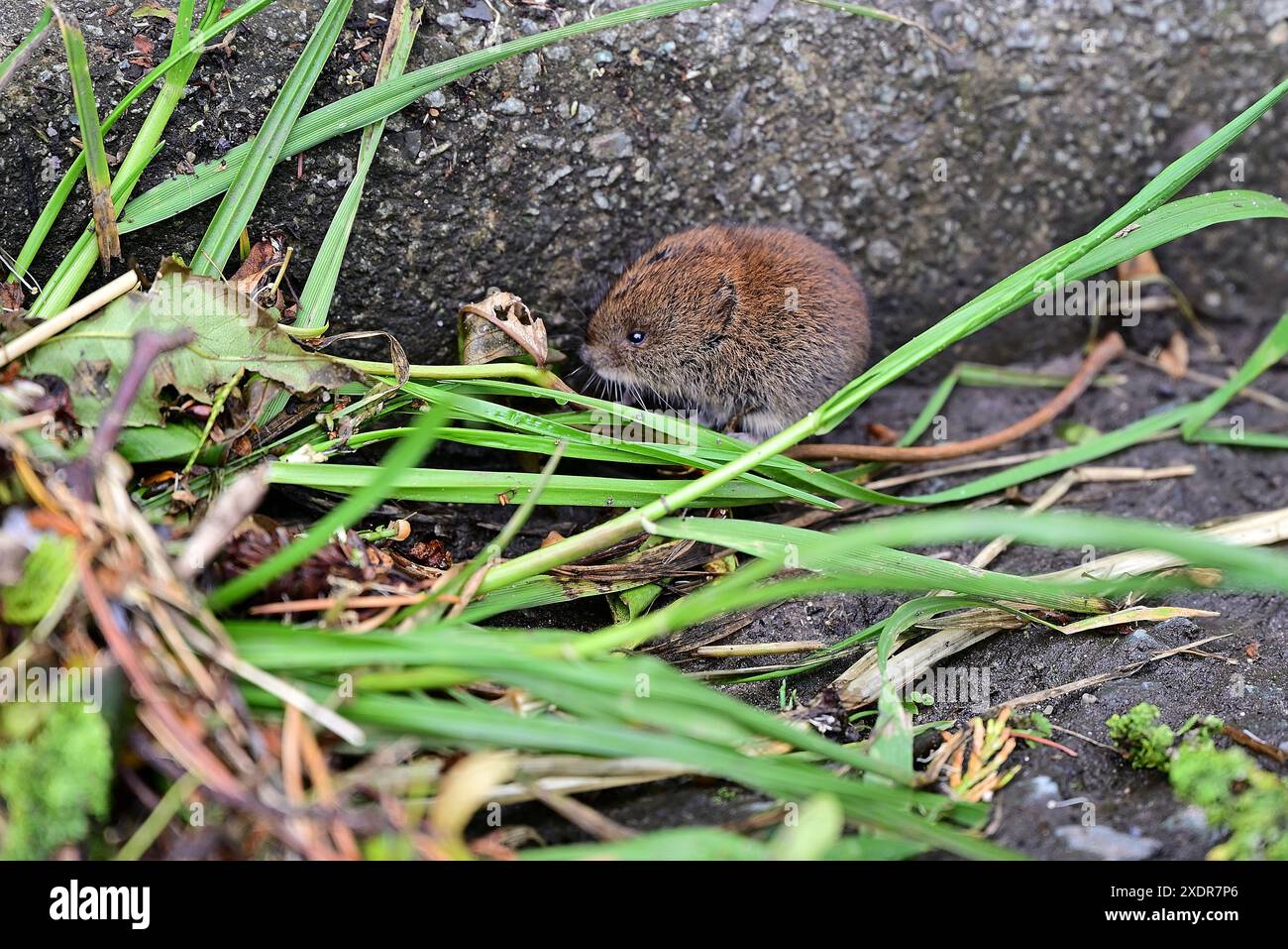 Vole uk roadside hi-res stock photography and images - Alamy