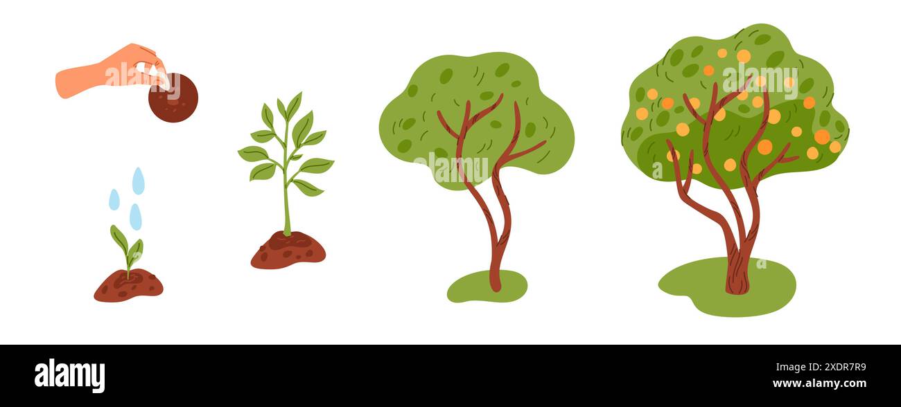 Tree growth life cycle. Growing stages from seedling to harvest. Hand ...