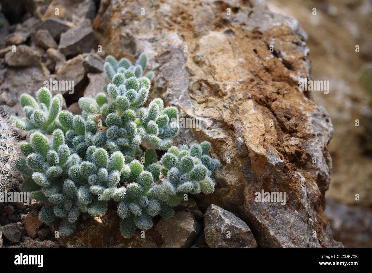Egg shaped rock hi-res stock photography and images - Alamy
