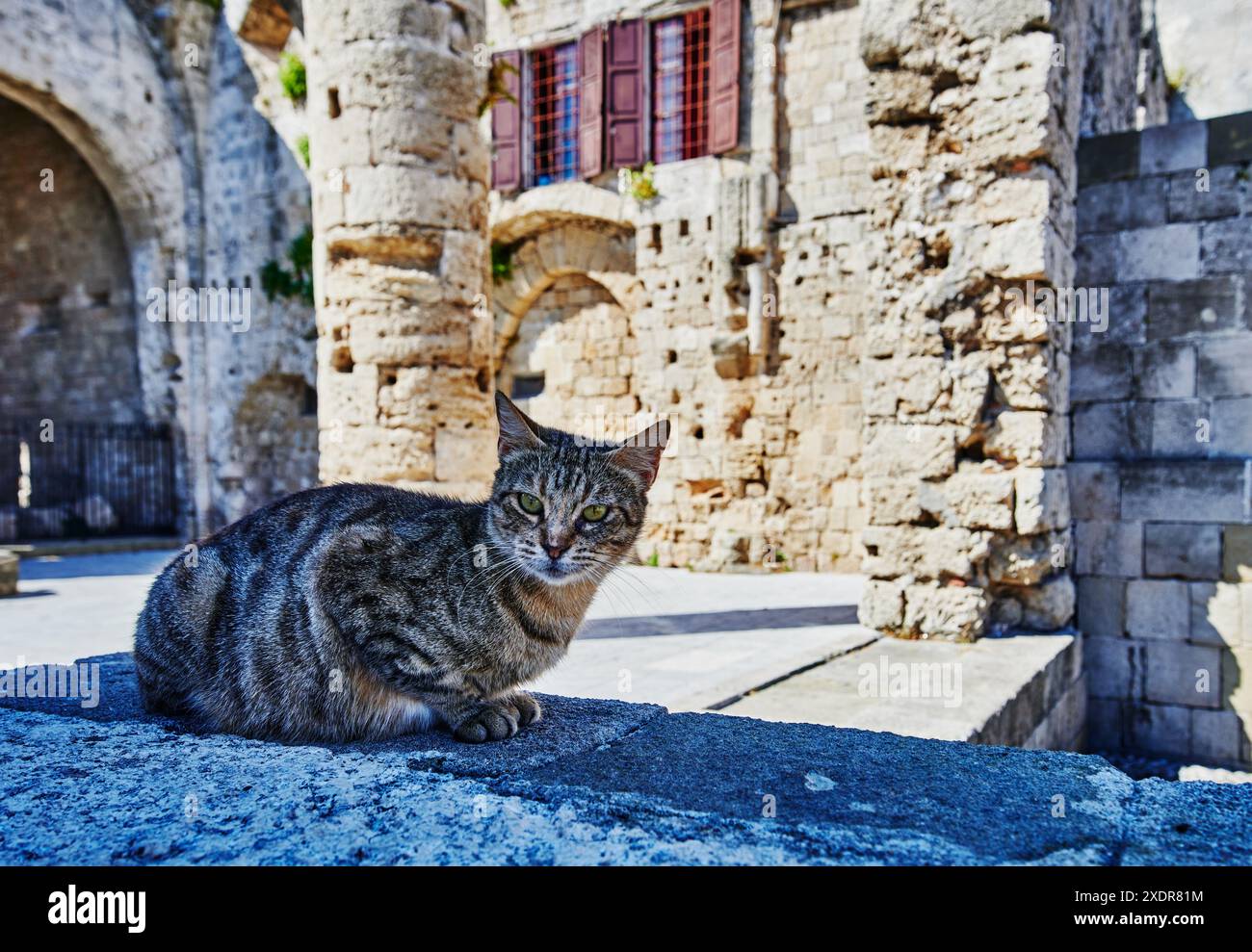 Rhodes animal hi-res stock photography and images - Alamy