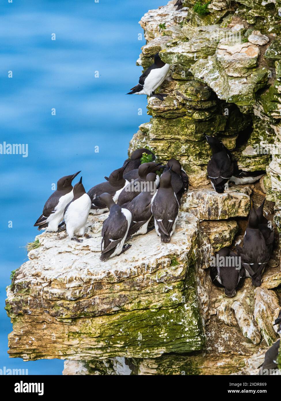 Razorbill, Alca Torda, birds on cliffs, Bempton Cliffs, North Yorkshire ...