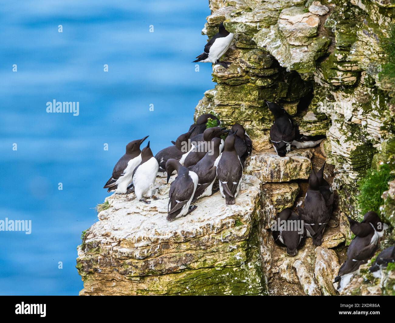Razorbill, Alca Torda, birds on cliffs, Bempton Cliffs, North Yorkshire ...