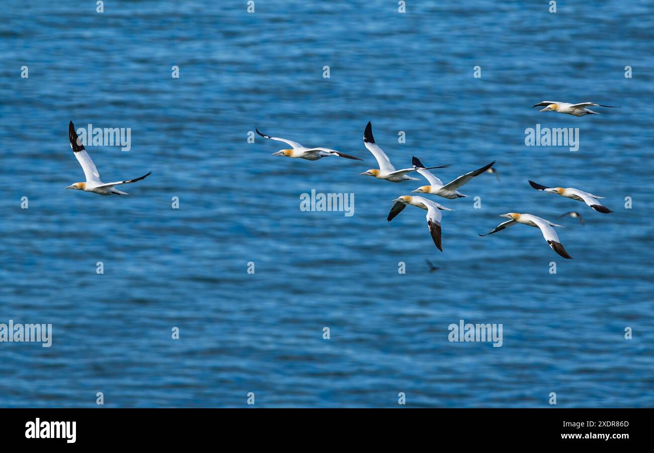 Northern Gannet, Morus bassanus, birds in flight over cliffs, Bempton ...