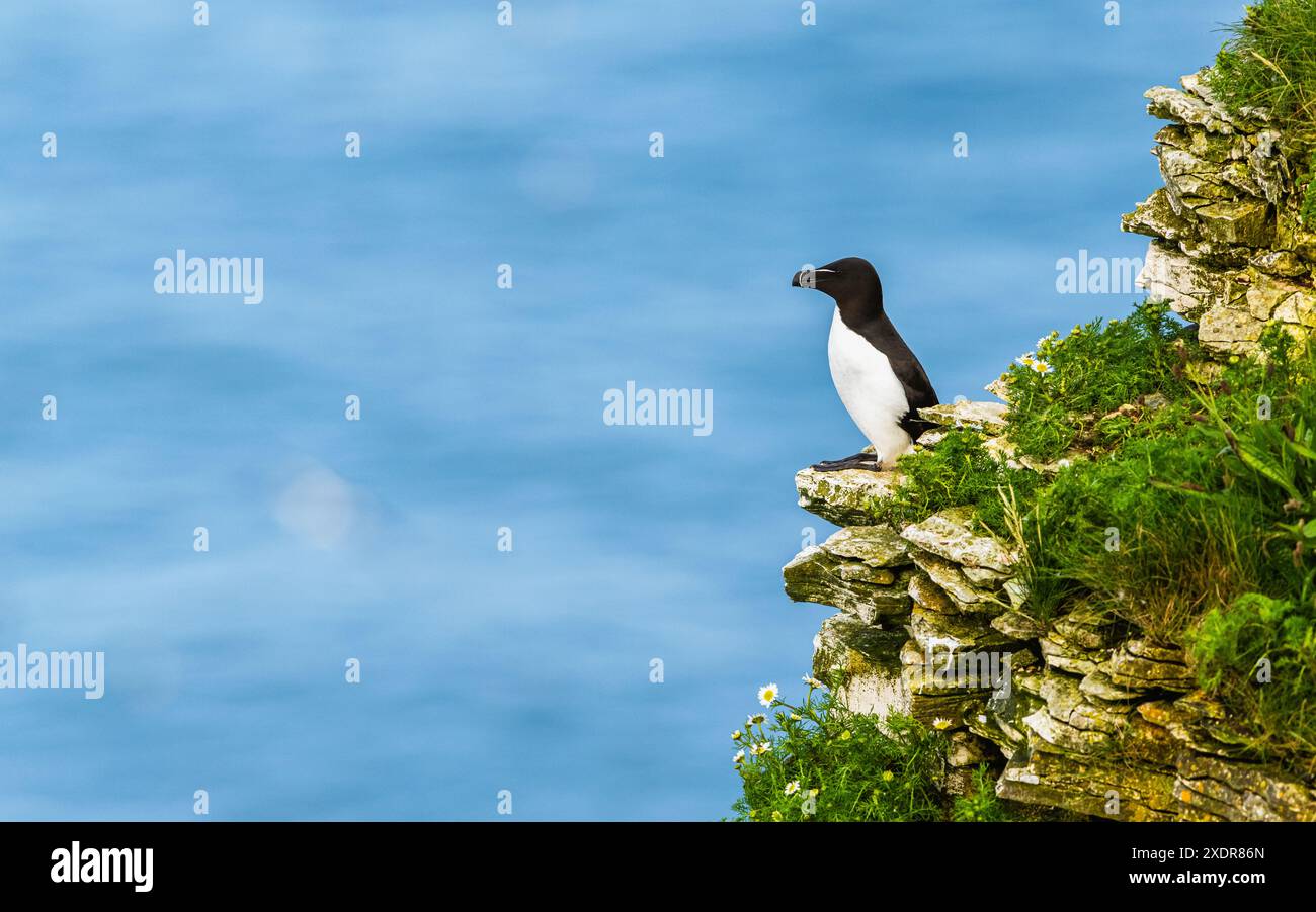 Razorbill, Alca Torda, birds on cliffs, Bempton Cliffs, North Yorkshire ...