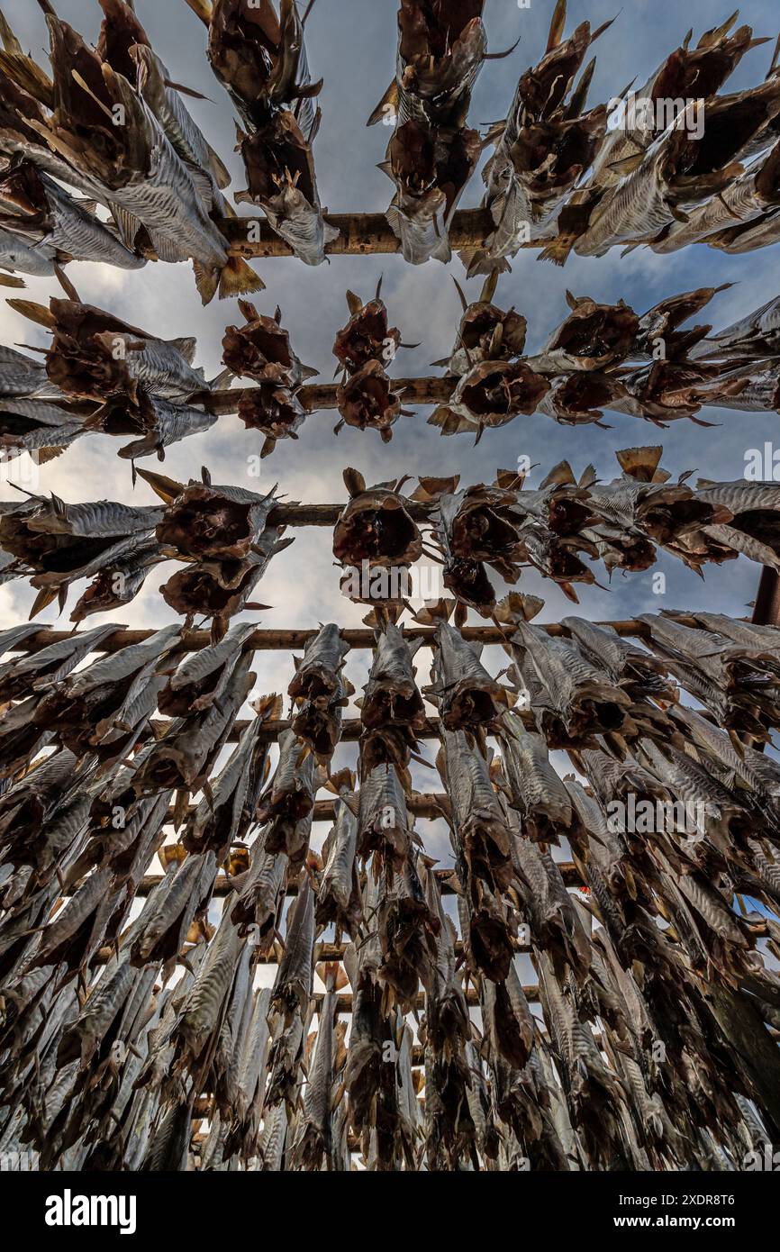 Drying fish, Skrei, Norwegian cod, Moskenesoya, Lofoten, Norway, Europe ...