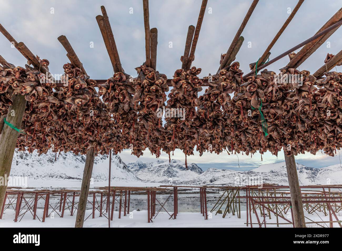 Drying fish, Skrei, Norwegian cod, Moskenesoya, Lofoten, Norway, Europe ...