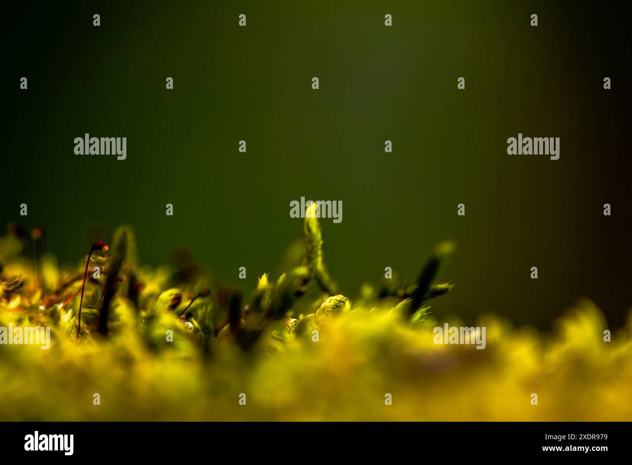 A macro photo captures the intricate details of Bryophyta and moss ...