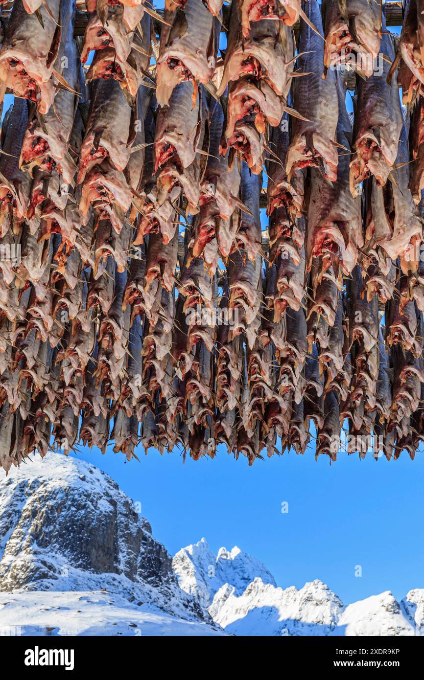 Drying fish, Skrei, Norwegian cod, Moskenesoya, Lofoten, Norway, Europe ...