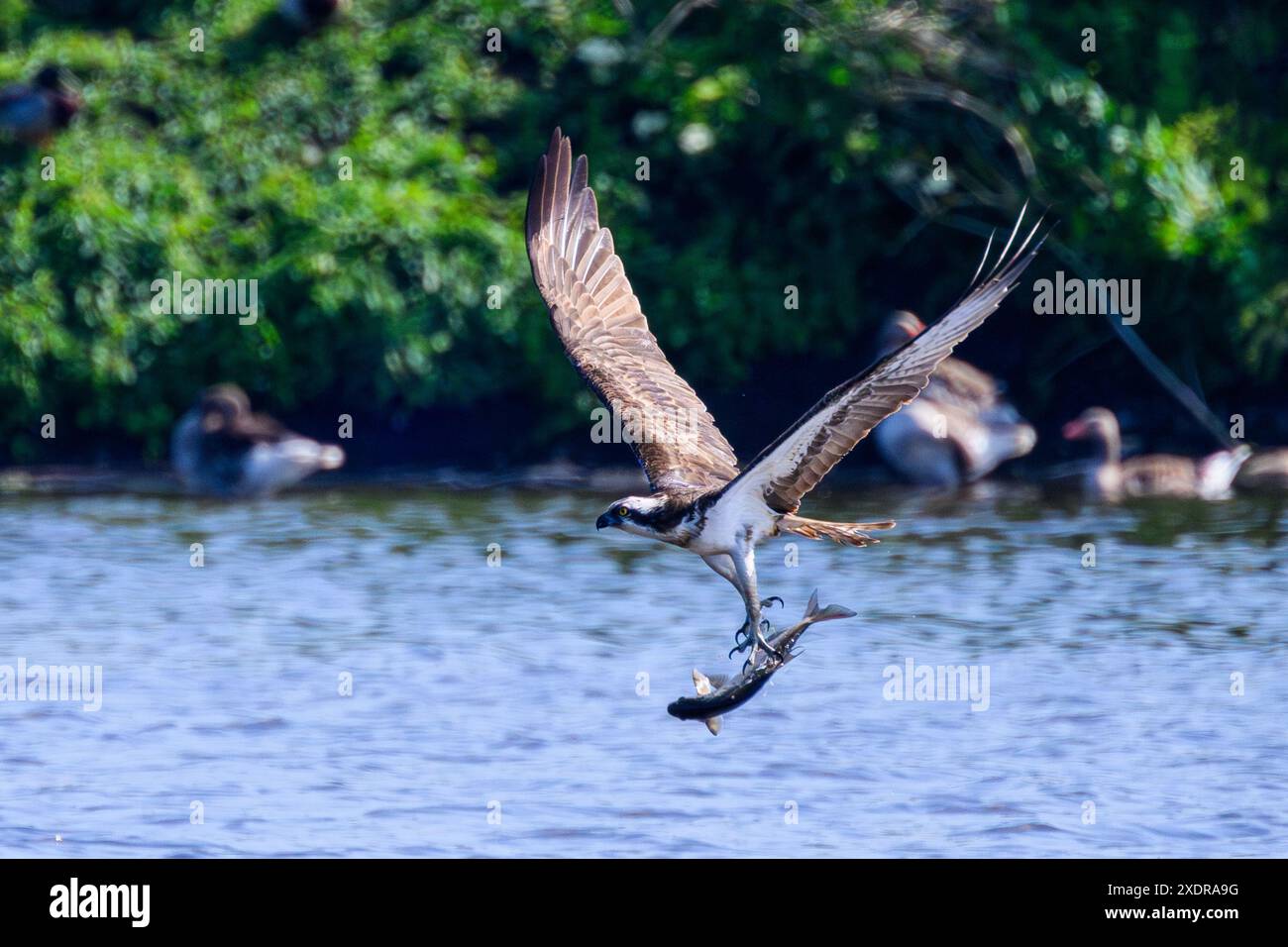 Boesenfoto hi-res stock photography and images - Alamy