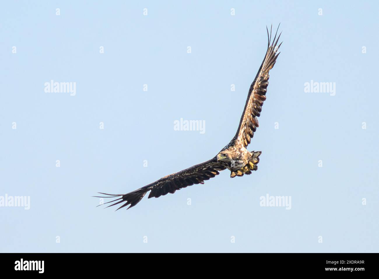 DK Caption: Fiskeørne og Havørne ved søen som fanger fisk. UK Caption ...
