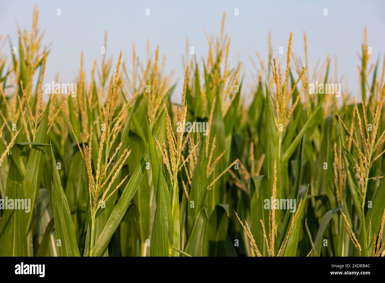 Tasseling hi-res stock photography and images - Alamy
