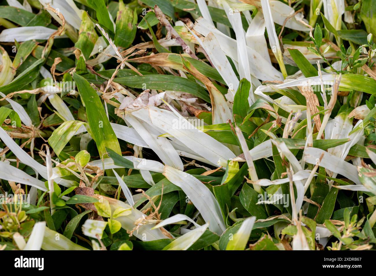 Crabgrass turning white and dying from weed killer. Home lawncare ...