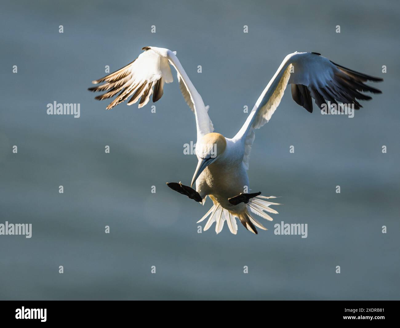 Northern Gannet, Morus bassanus, birds in flight over cliffs, Bempton ...
