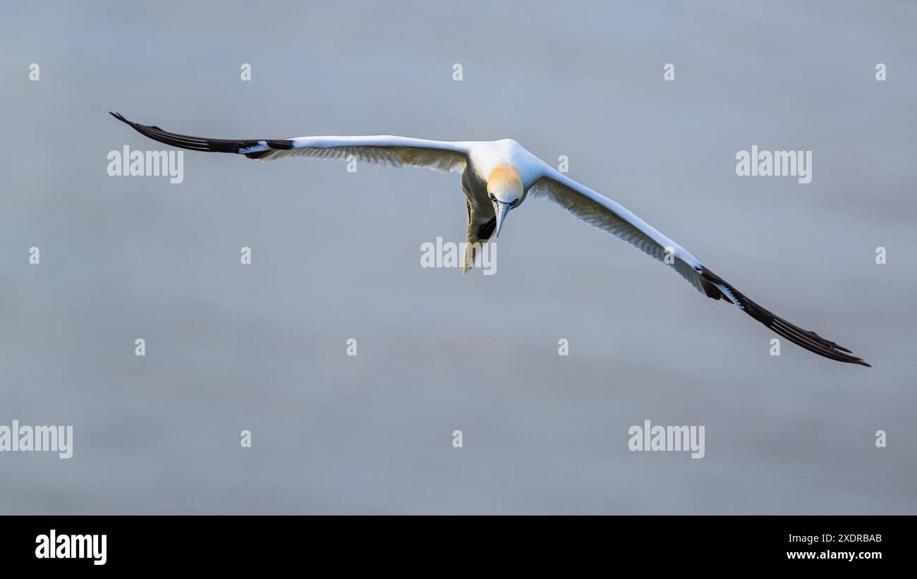 Northern Gannet, Morus bassanus, birds in flight over cliffs, Bempton ...