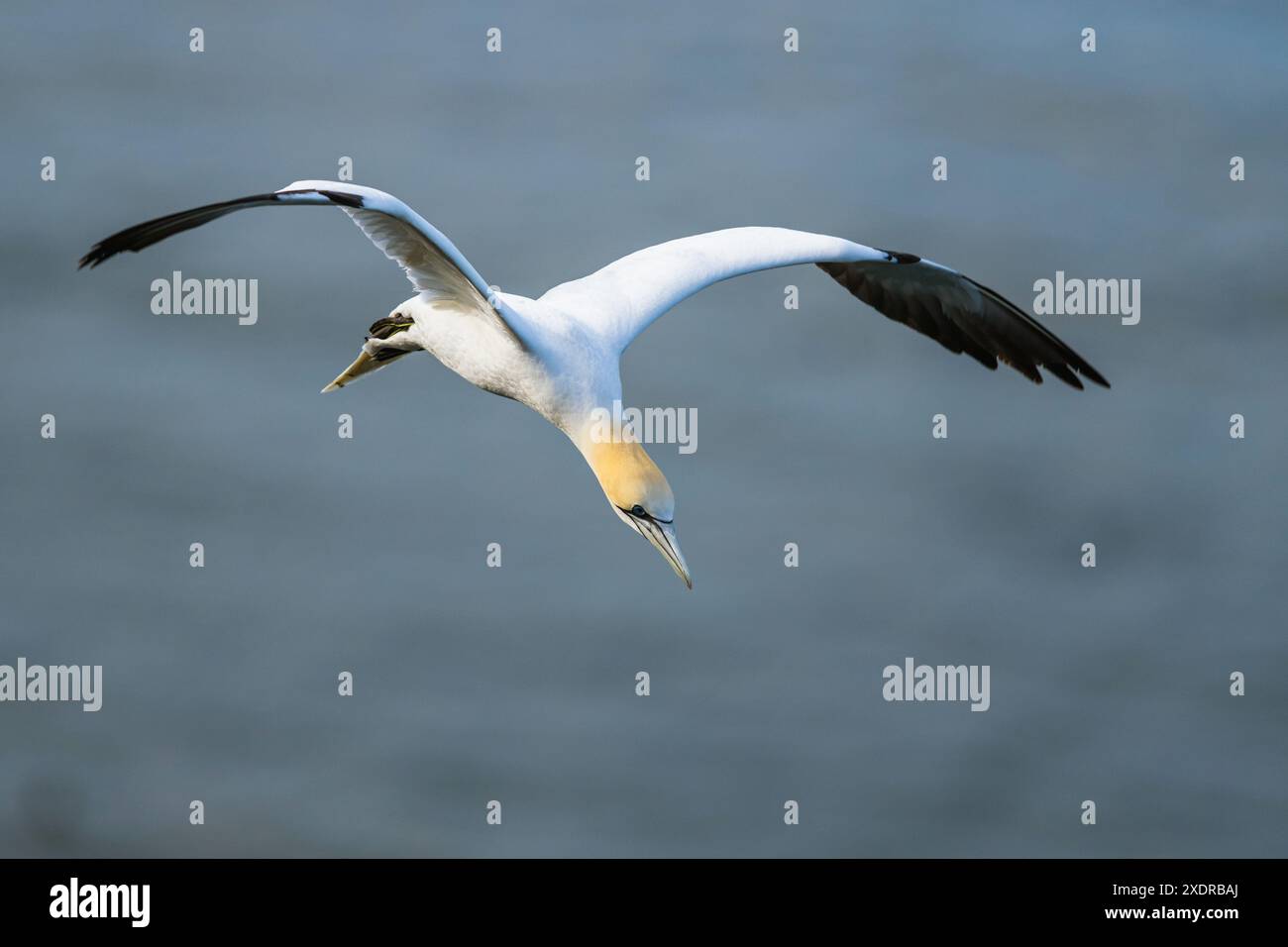 Northern Gannet, Morus bassanus, birds in flight over cliffs, Bempton ...