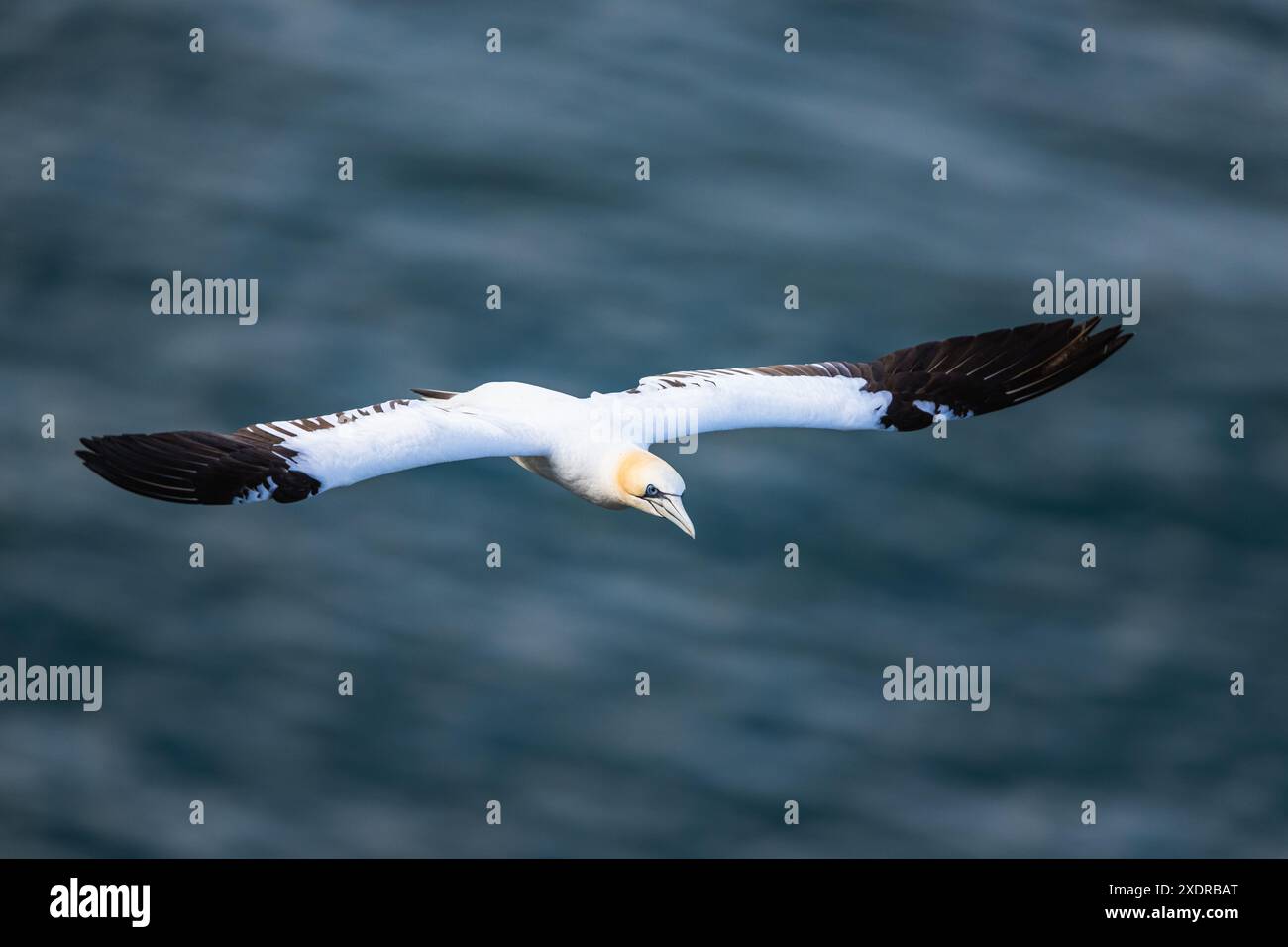 Northern Gannet, Morus bassanus, birds in flight over cliffs, Bempton ...