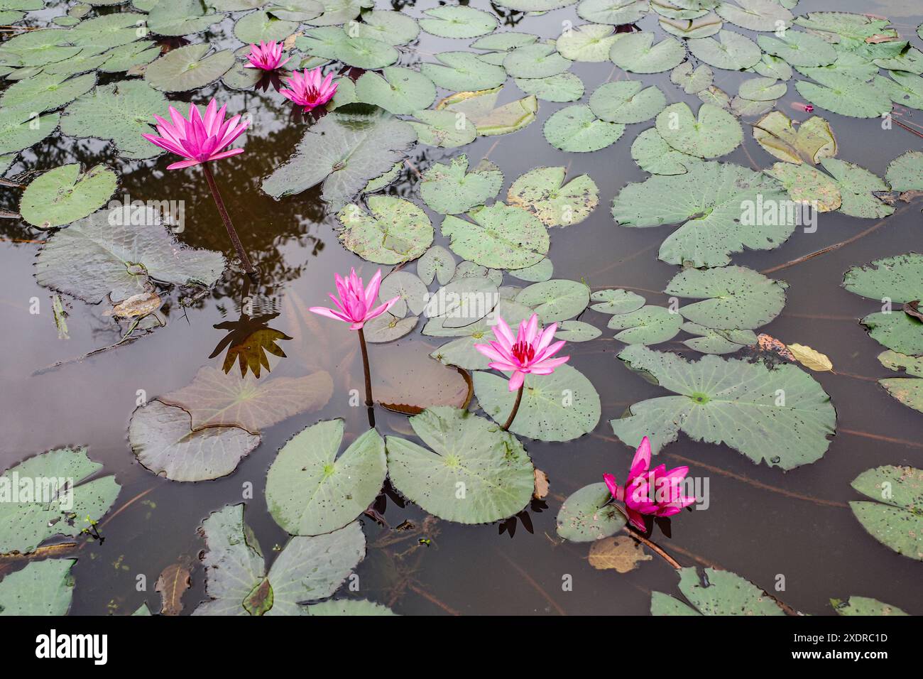 Hoi An, Vietnam - 6 Feb, 2024: Pink flowering lily pad plants in a pond ...