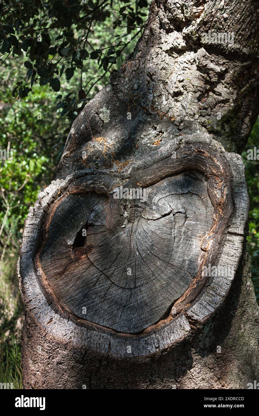 Vertical smile hi-res stock photography and images - Alamy