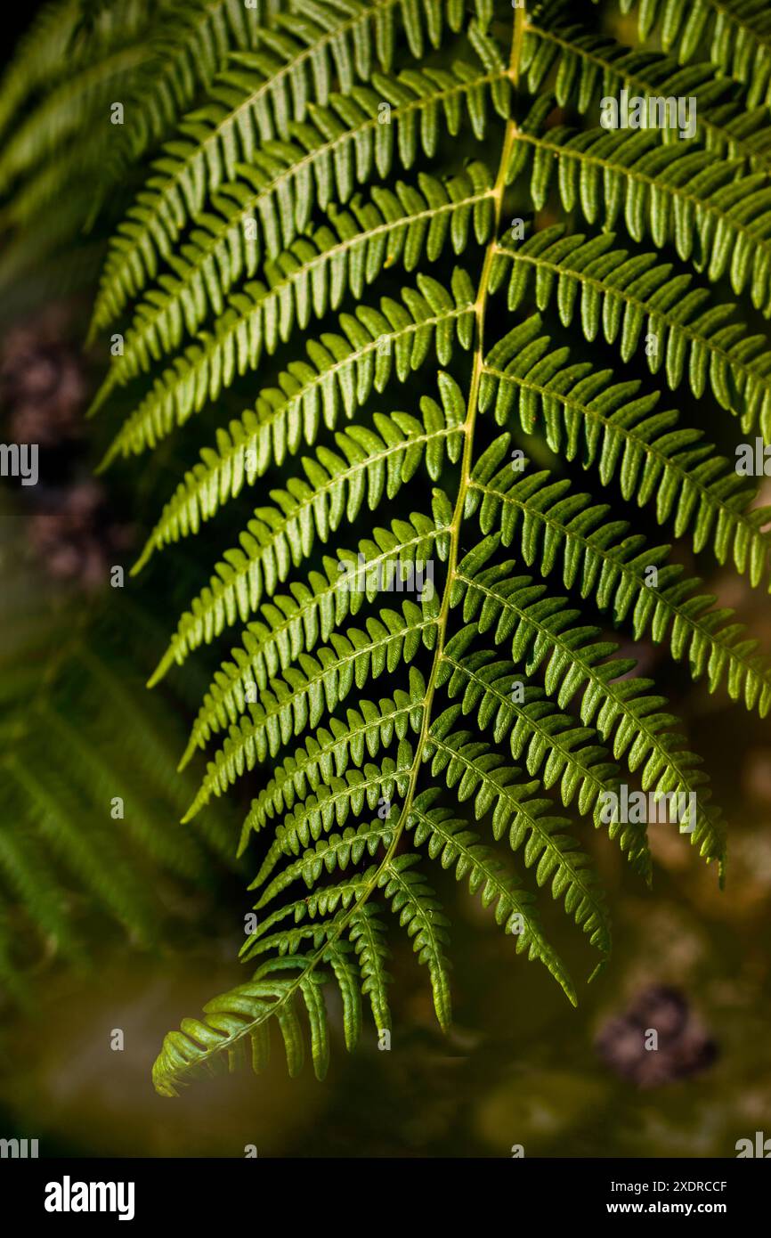 Image of a green fern leaf in the forest. Natural light. We appreciate ...