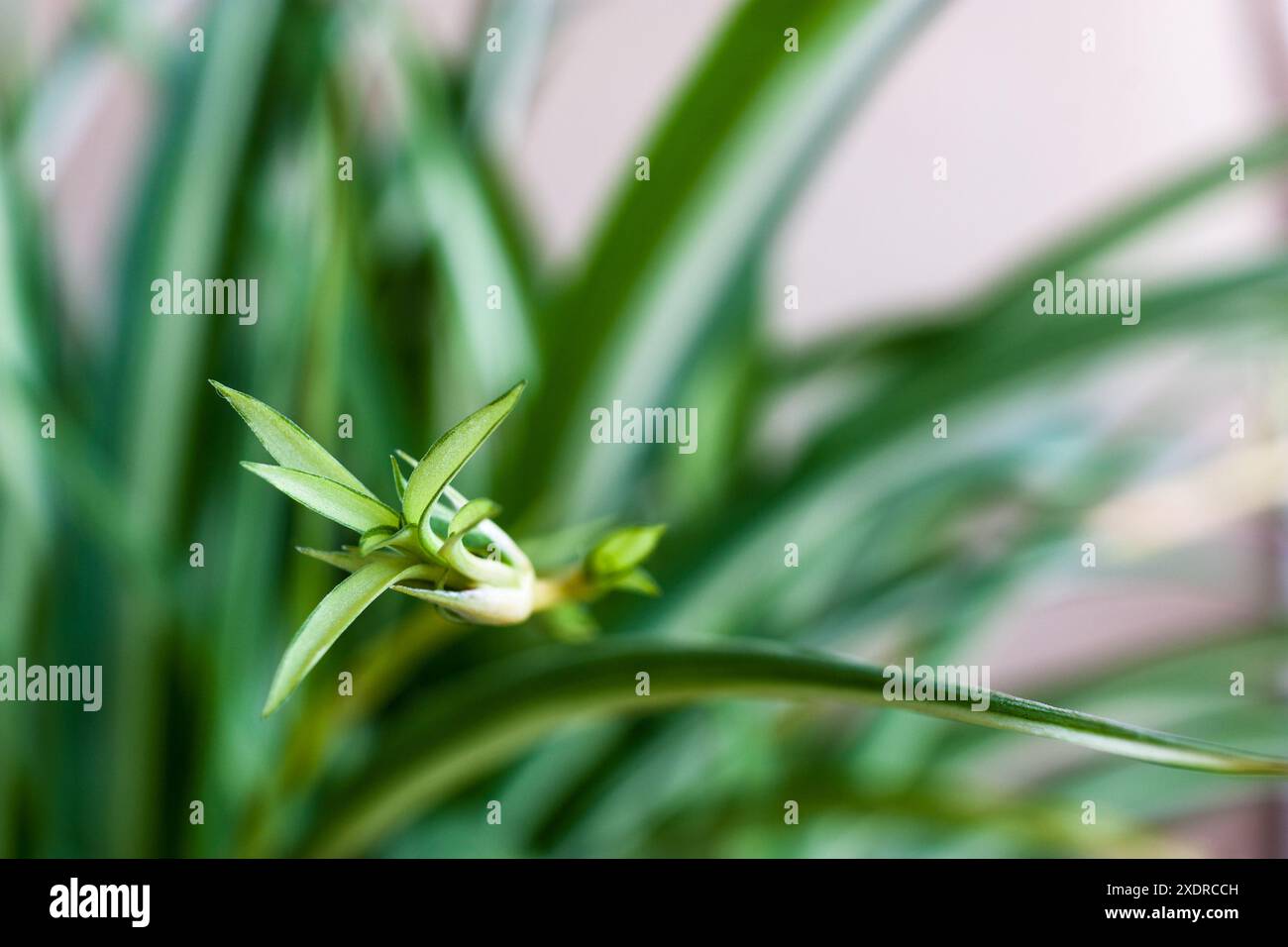 Ribbon plant hi-res stock photography and images - Alamy