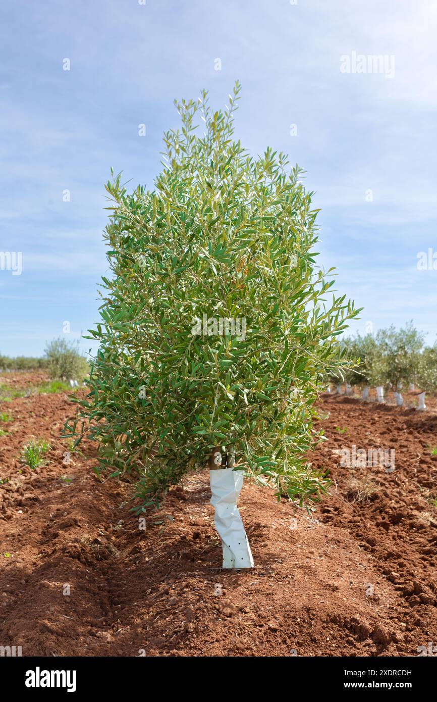 Close-up of small olive tree. He has beautiful tender green branches ...
