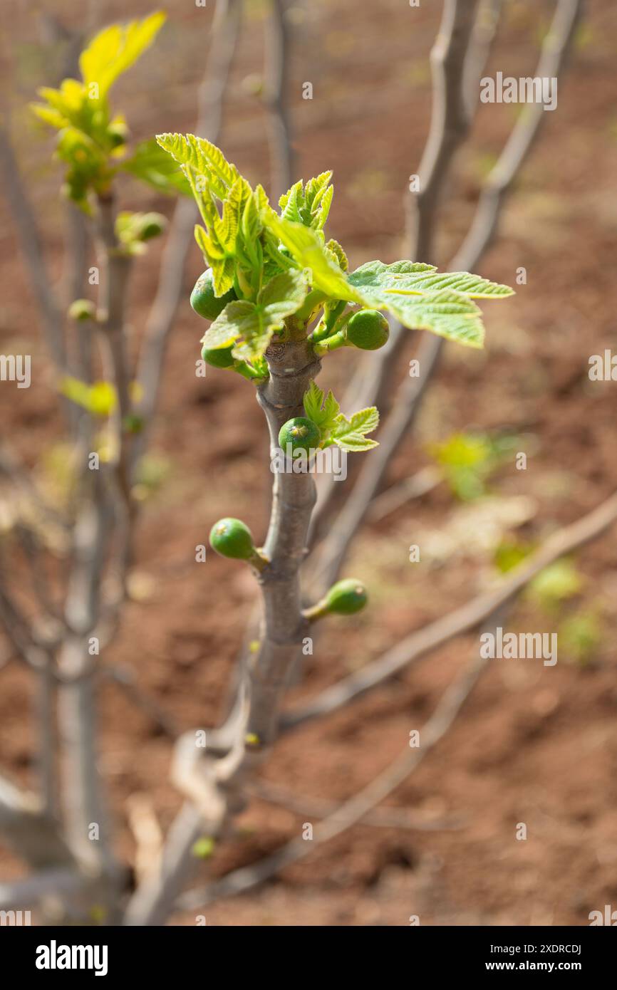 Detail of small shoots of fig tree. Branch is clean, it only has shoots ...