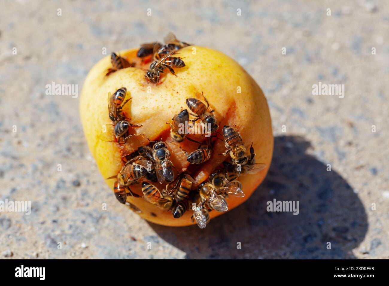 Pollinate fruit stick hi-res stock photography and images - Alamy