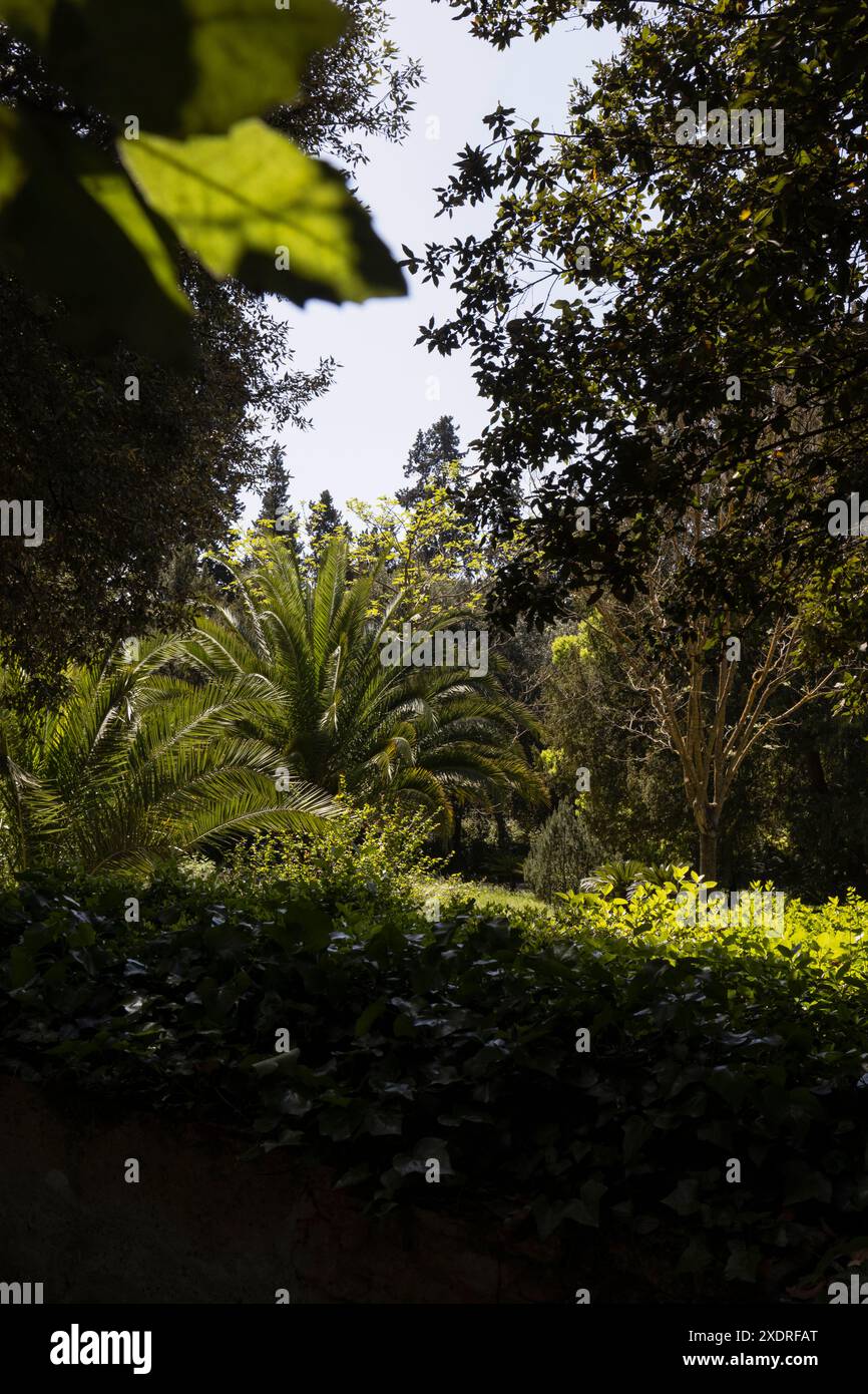 Lush tropical foliage from plants, trees and palms in the Boboli ...