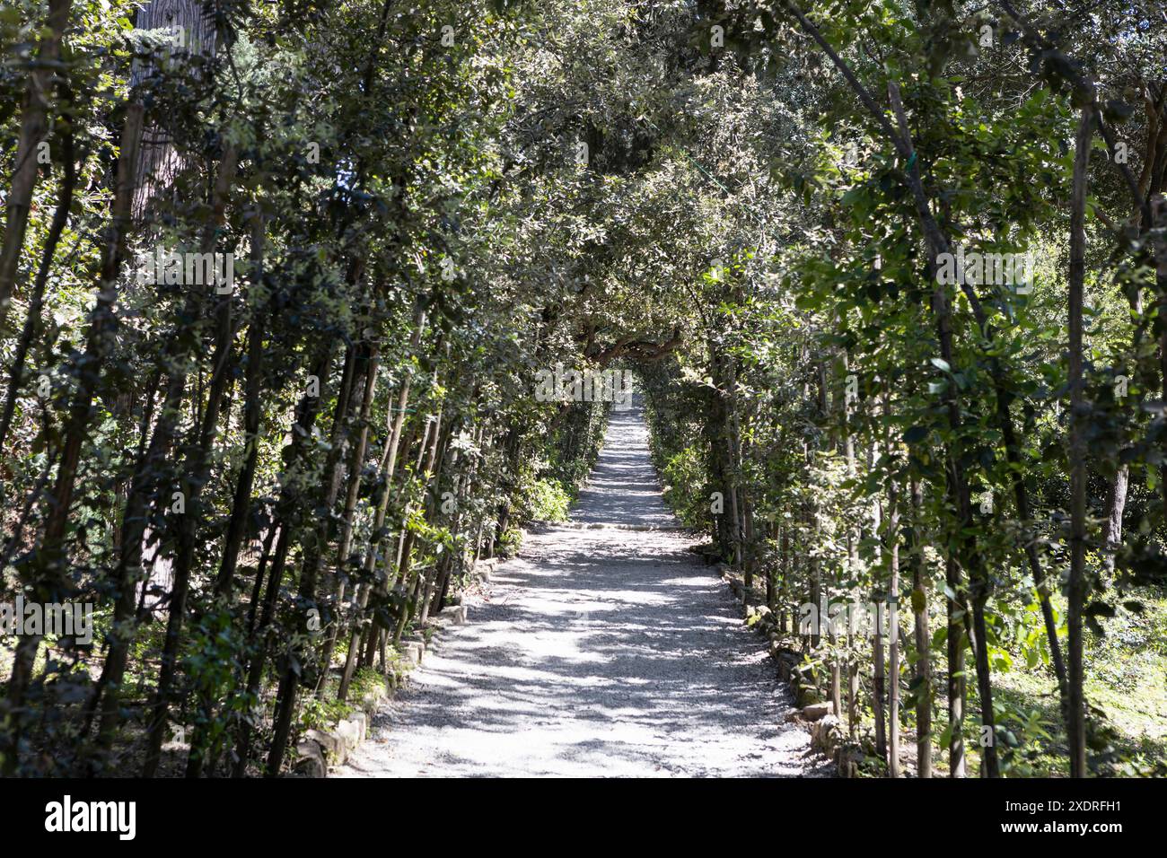 Trained Holm oaks form shaded paths in the Boboli Gardens, Florence ...