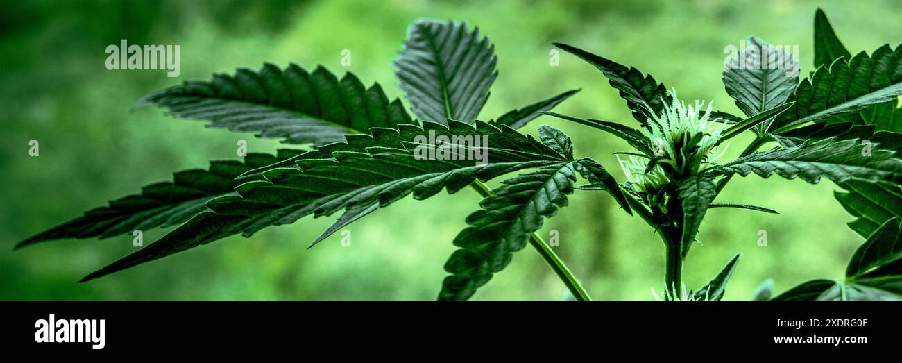 Cannabis plant with green leaves and white flowers, panorama. Organic ...