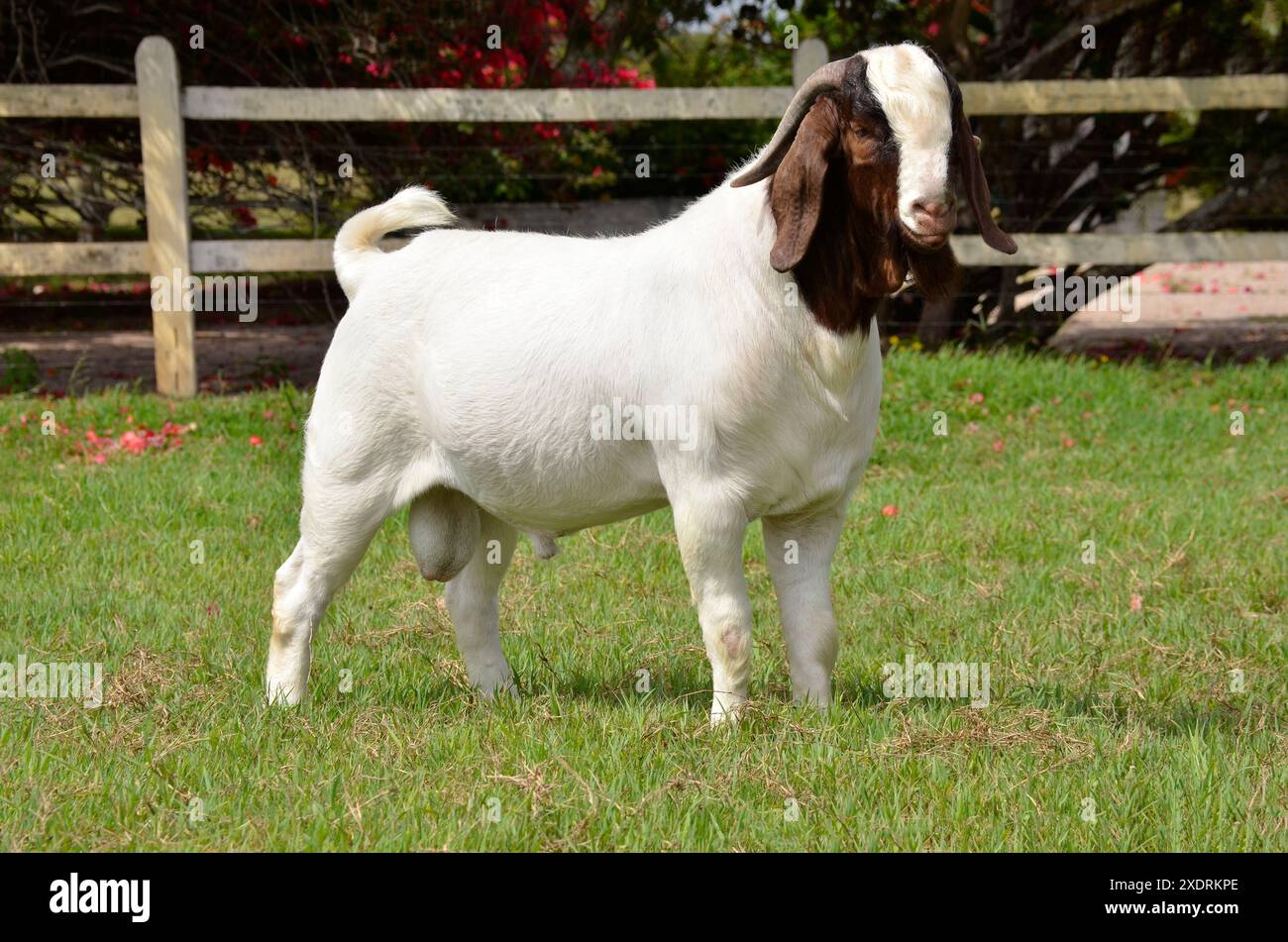 Male Boer goat in Brazil. The Boer is a breed developed in South Africa ...