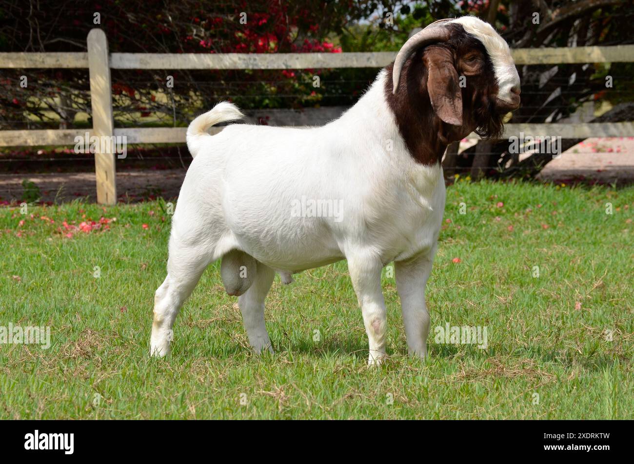 Male Boer goat in Brazil. The Boer is a breed developed in South Africa Stock Photo - Alamy