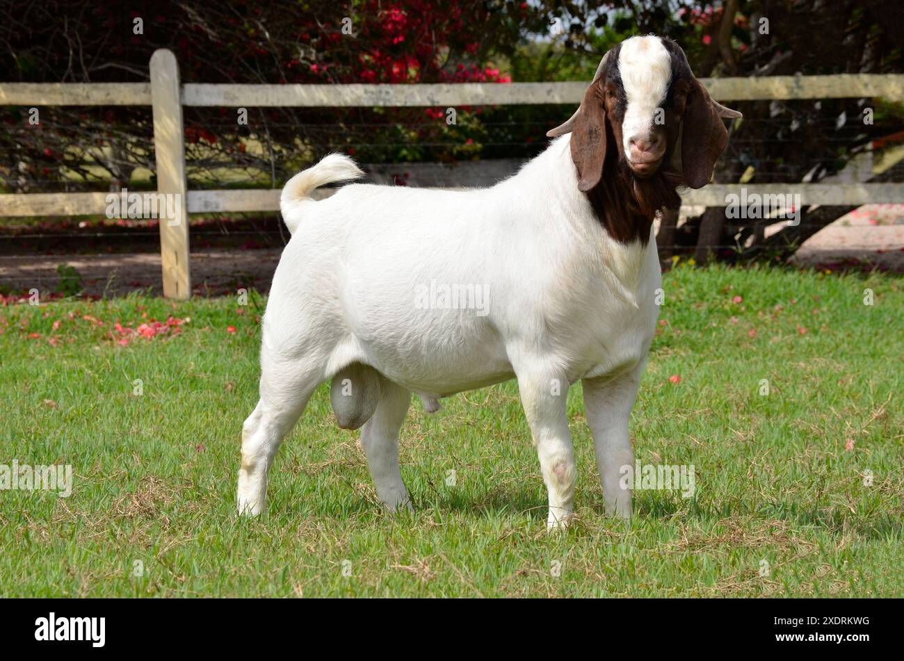 Male Boer Goat Breeding Age at Earl Sigala blog