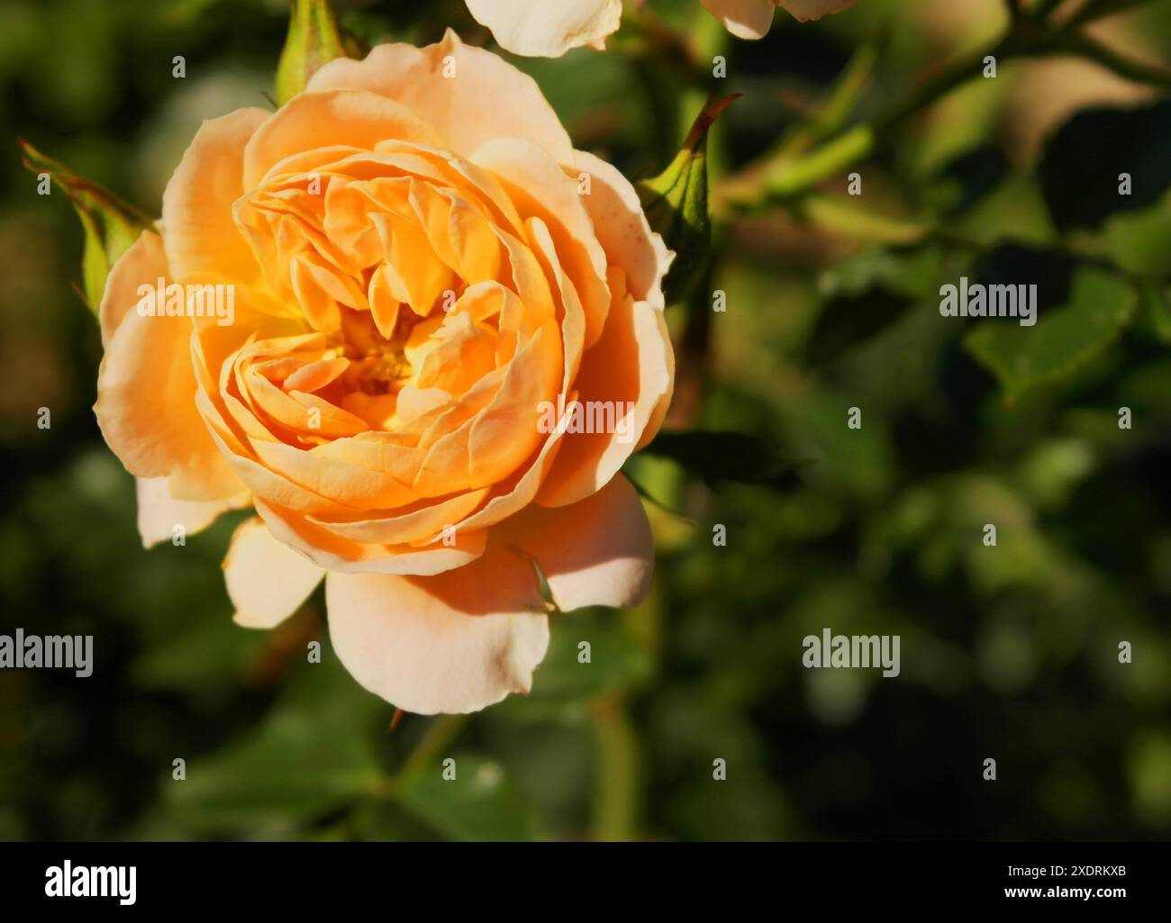 Rose Sweet Dream light orange color Stock Photo - Alamy