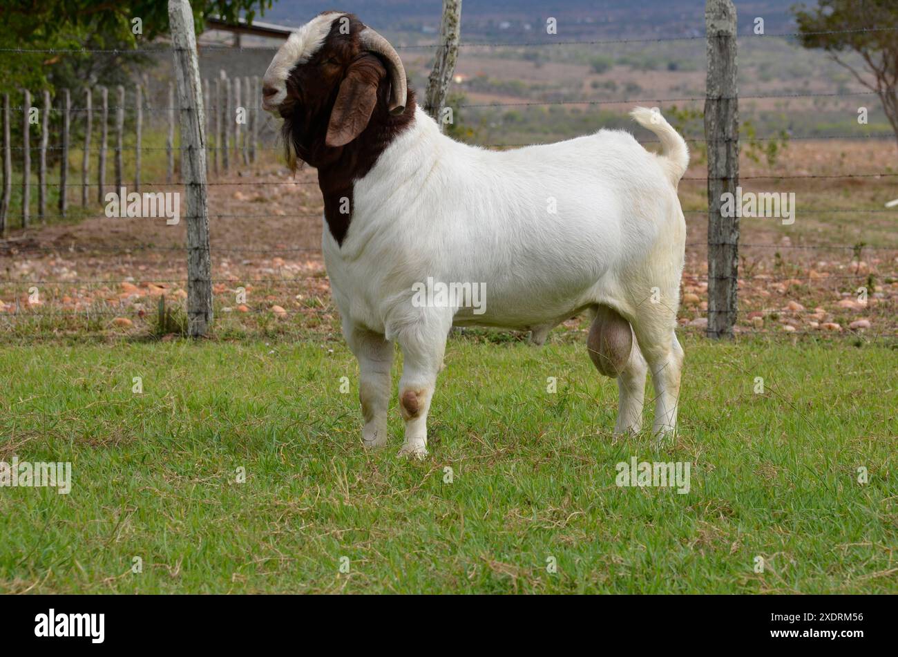 Male Boer goat in Brazil. The Boer is a breed developed in South Africa ...