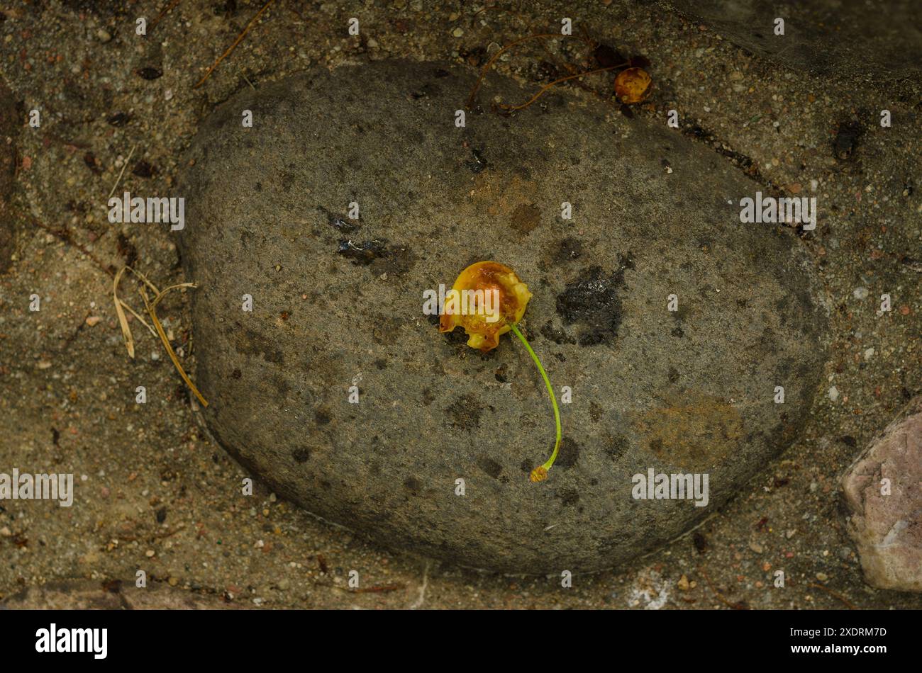 Crushed underfoot hi-res stock photography and images - Alamy