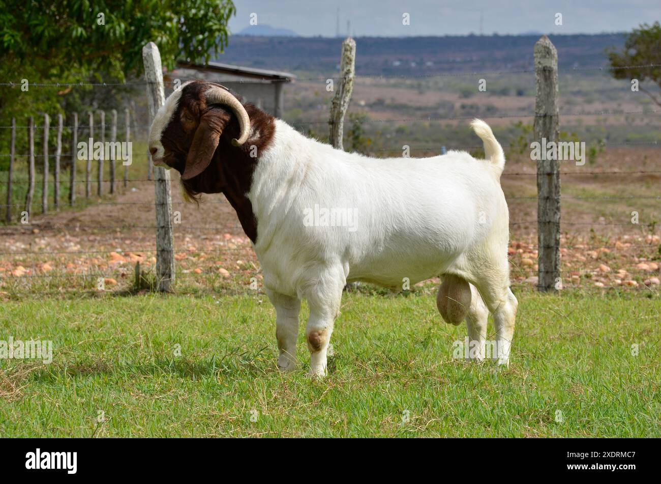 Group of large boer goats hi-res stock photography and images - Alamy
