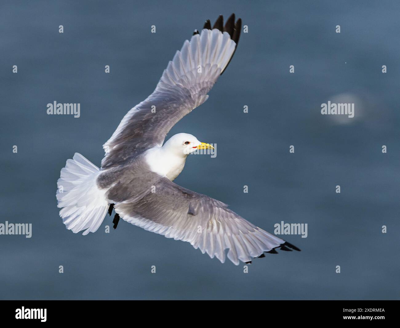 Black-legged Kittiwake, Rissa tridactyla, birds in flight over cliffs ...