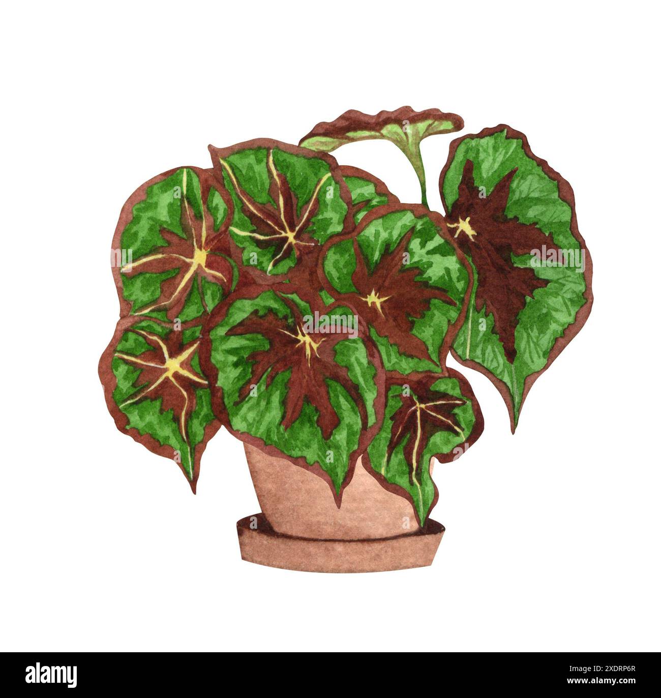 Begonia masoniana rock hi-res stock photography and images - Alamy