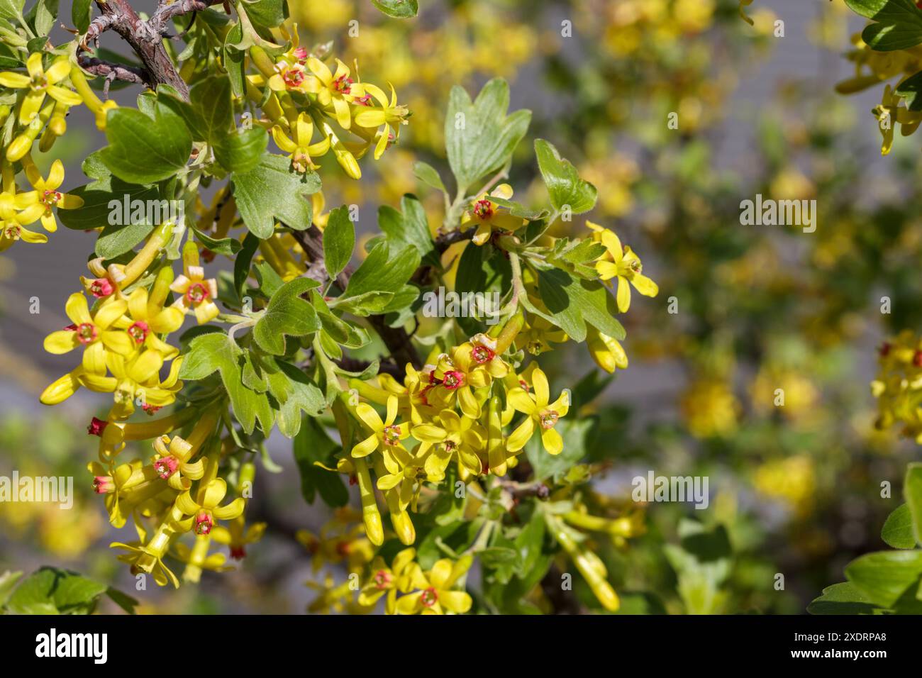 Yellow currant flowers on branch hi-res stock photography and images ...