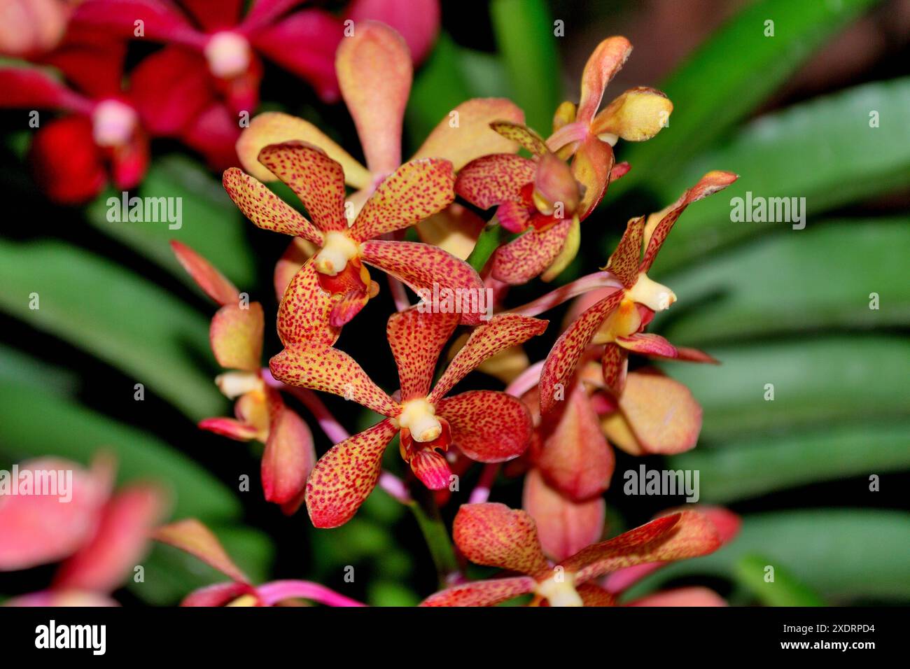 Variety of Orchids, the National Orchid Garden, located within the ...