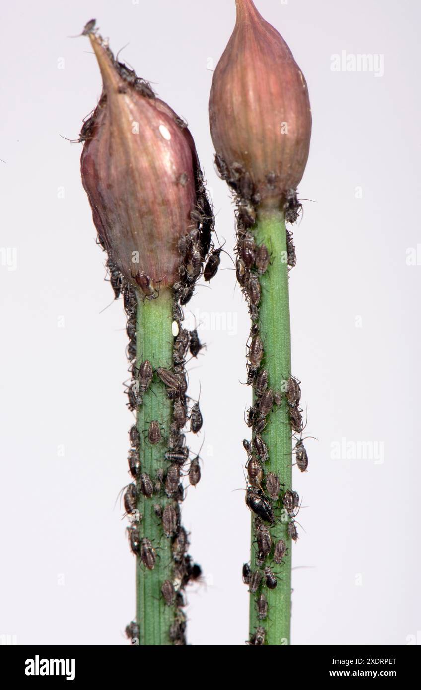 Onion aphids (Neotoxoptera formosana) colony pests on the stems and ...