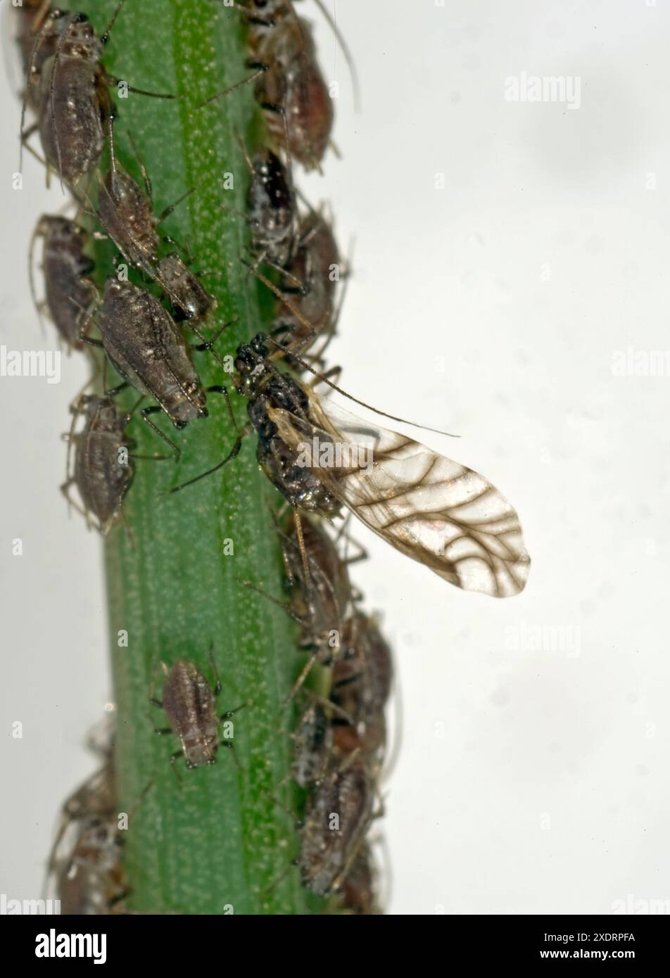 Onion aphids (Neotoxoptera formosana) striped wings of alate among ...
