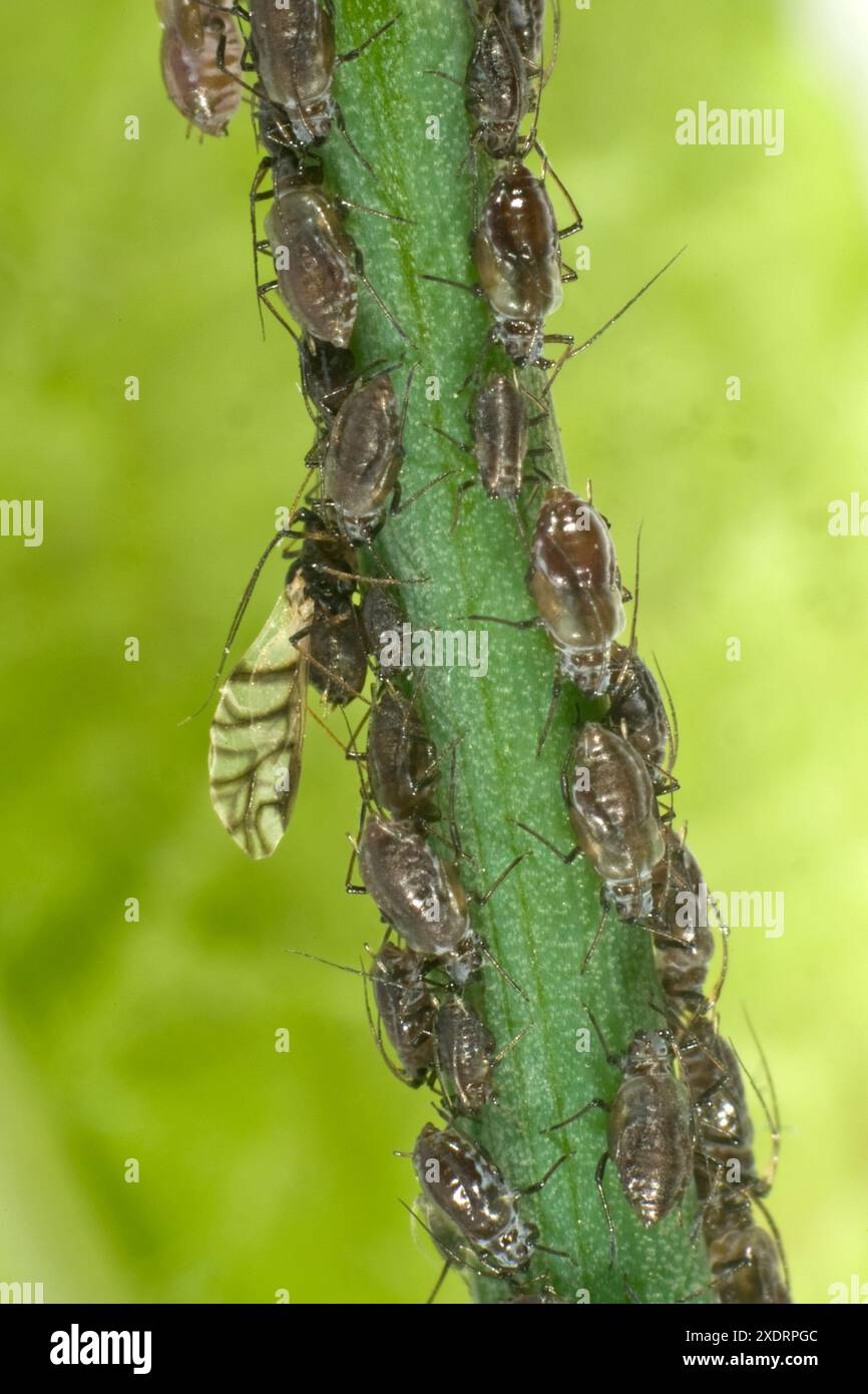 Onion aphids (Neotoxoptera formosana) striped wings of alate among ...