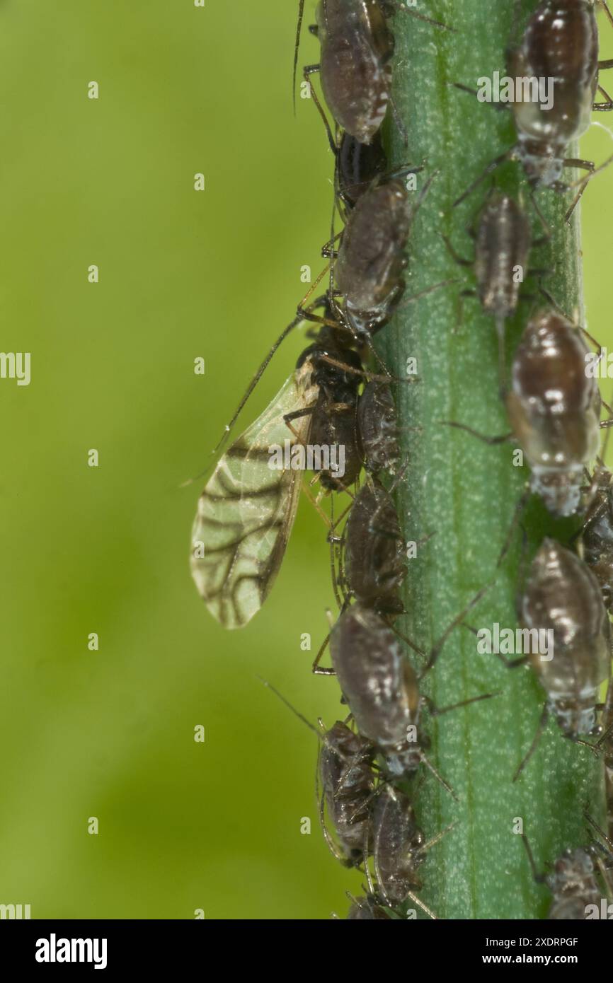 Onion aphids (Neotoxoptera formosana) striped wings of alate among ...